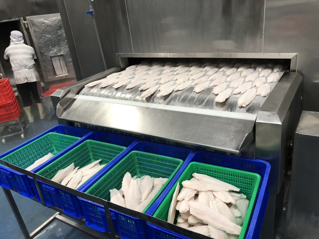 Pangasius fillet processing – Zahra LTD